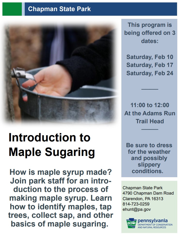 chapman-maple – Solomon's Words for the Wise