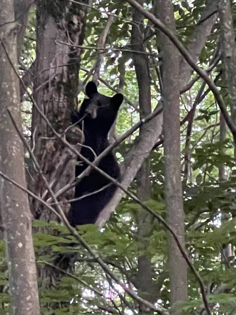 Bear Chased Up A Tree by Family Dog on Canada Hollow Road in ...