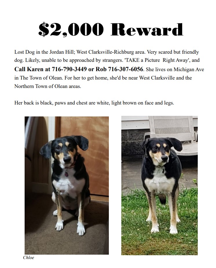 Reward For Dog Missing In Olean – Solomon's Words for the Wise