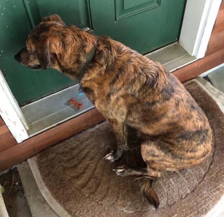 Is This Your Dog? – Solomon's Words for the Wise