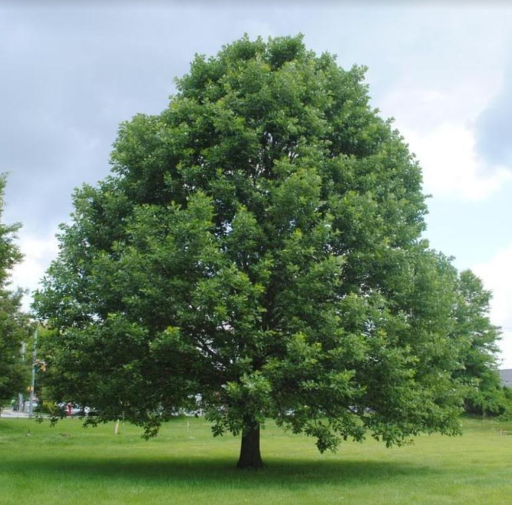 Penn State Extension Master Watershed Stewards offer native trees and ...