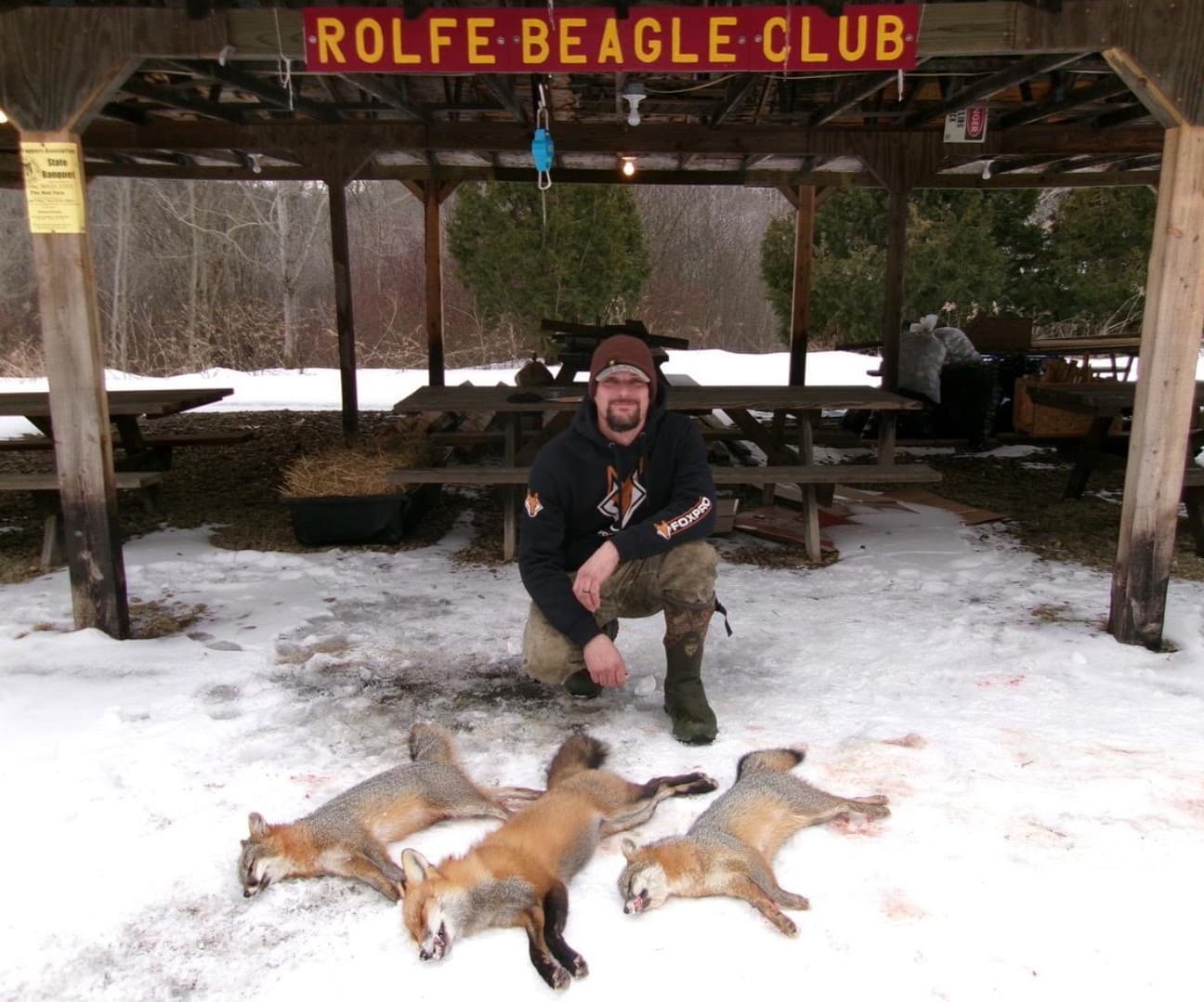 Last Day Foxes at Rolfe Beagle Club’s Coyote and Fox Hunt or Trap ...