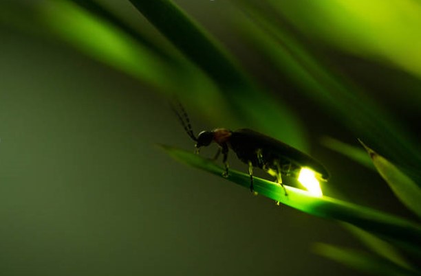 Dark Summer Nights: The decline of fireflies – Solomon's Words for the Wise