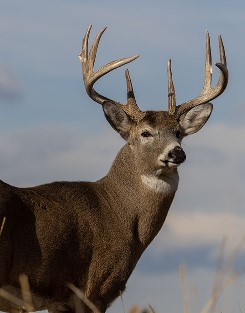 Richard E. “Rick” Grasser, 64, a resident of Elk Towers and formerly of ...