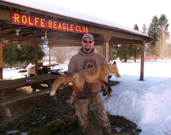 Foxes Are First Predators To Rolfe Beagle Club’s Statewide Coyote And ...